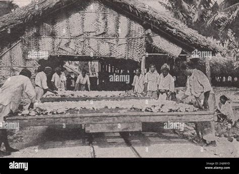 Trays Of Shelled Coconuts Ready For The Drying Process Indian Ocean