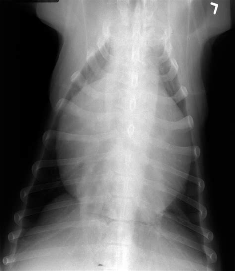 Imagepericardial Effusion Dog Radiograph Msd Veterinary Manual