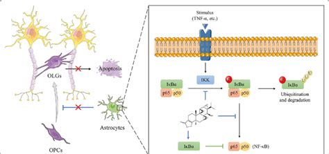 Triptolide Treatment Can Protect Olgs From Toxic Demyelination By