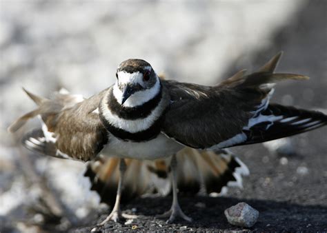 Killdeer Deartexas