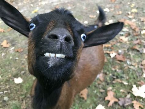 40 Pics Of Cute Goats Resting Posing Or Just Derping Around Bored Panda
