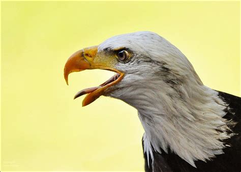 Bäh Foto And Bild Youth Hamburg Natur Bilder Auf Fotocommunity