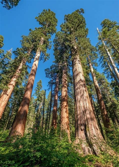 12 Best Places To Visit Sequoia Trees In California