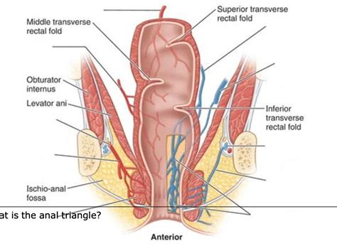 Diagram Of Anal Canal Quizlet Diagram Of Anal Canal Quizlet
