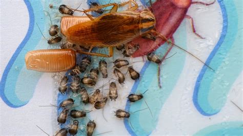 How To Get Rid Of Cockroach Eggs All About Roaches