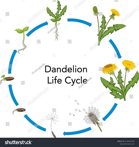 Dandelion Plant Life Cycle Dandelion Life Cycle Plant Reproduction
