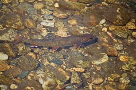 Brook Trout Vs Brown Trout Comparison In Depth Updated 2026 Blog