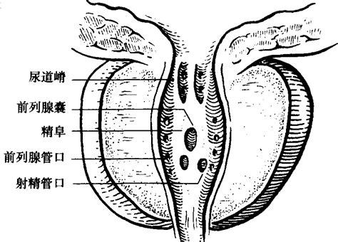 前列腺部尿道解剖 外科解剖学 医学