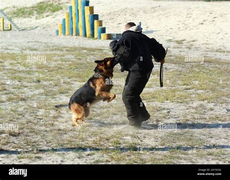 Dog Trainer In K9 Bite Suit In Action Training Class On The Playground