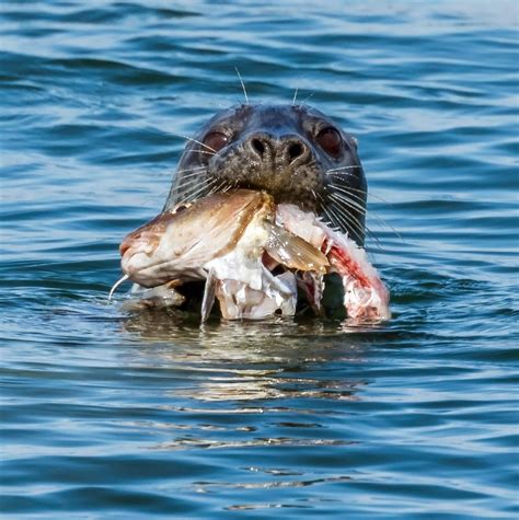 What Do Seals Eat