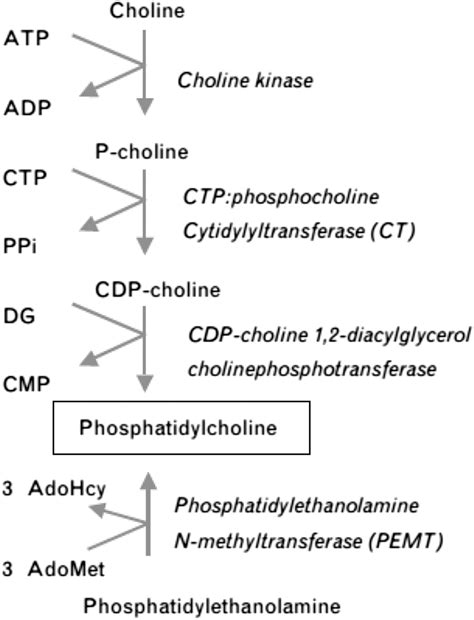 Choline Its Potential Role In Nonalcoholic Fatty Liver Disease And