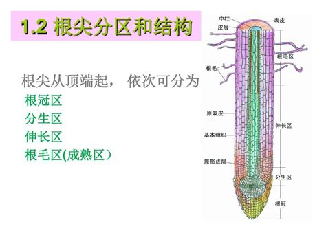 根的构造word文档在线阅读与下载无忧文档