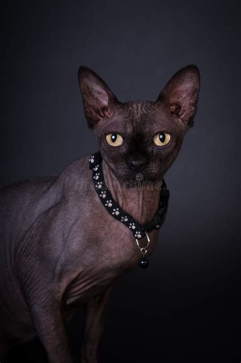 Gato Negro Del Retrato De La Esfinge Imagen De Archivo Imagen De