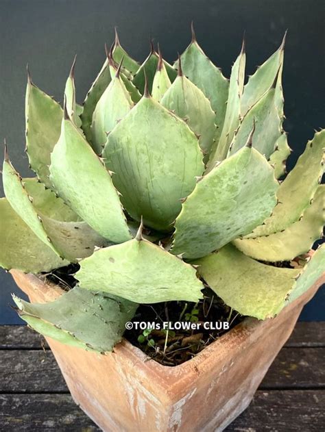 Agave Potatorum Verschaffeltii Im Tontopf Bedingt Winterhart Neu Und