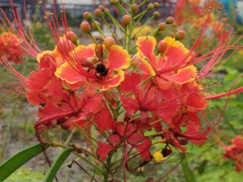 Busy Bee Stock Image Image Of Work Flower Busy 80666171