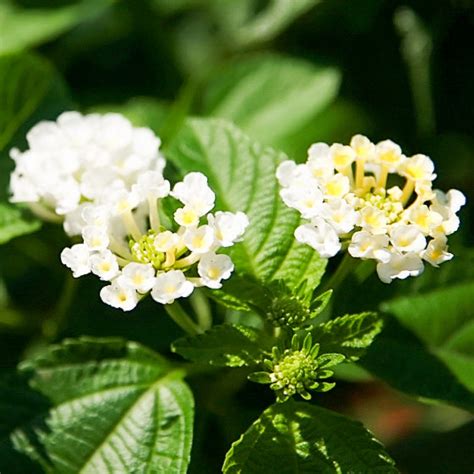 Lantana Bandana White Southern Scapes Nursery