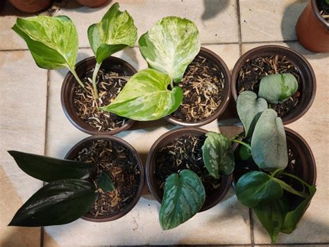 Pothos Scindapsus Brasil Furniture And Home Living Gardening Plants