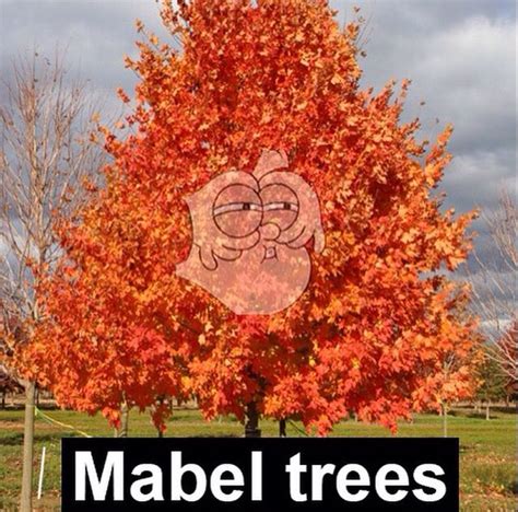 Hehe Mabel Trees😜 Mabel Flowers Tree