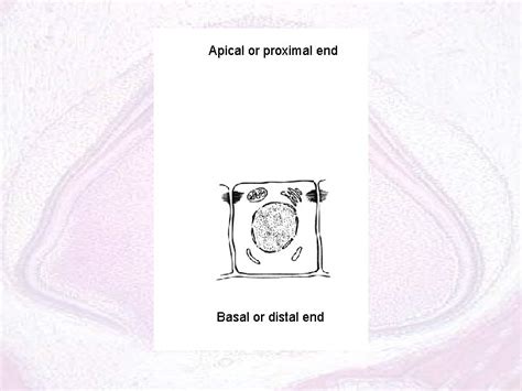 Amelogenesis Process Of Enamel Formation Cell Responsible Ameloblast