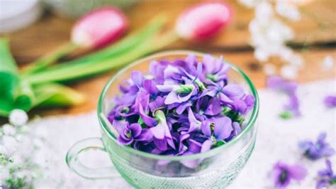 Weeds In Your Yard That Can Help Heal Herbalist Ntd