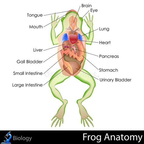 Frog Heart Anatomy Stock Illustrations 82 Frog Heart Anatomy Stock