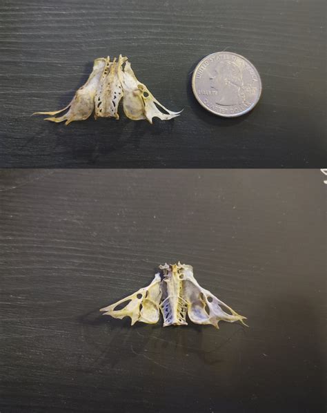 Bug Exoskeleton R Whatsthisbug