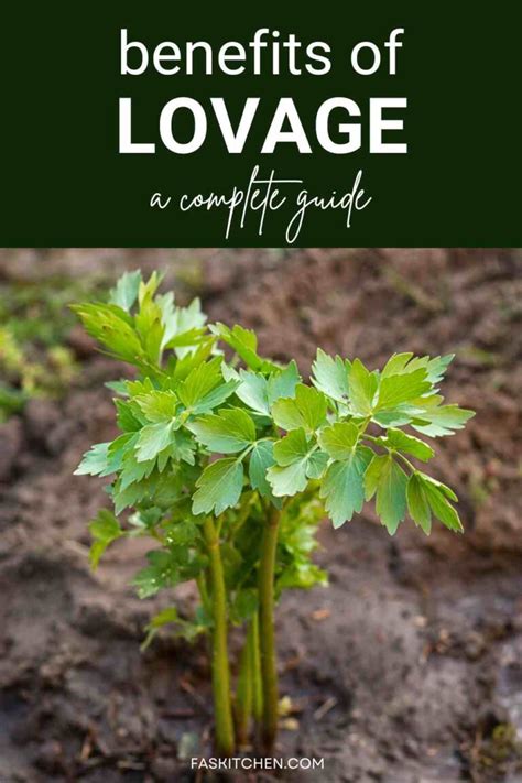 Lovage 101 Nutrition Benefits How To Use Buy Store Lovage A Complete Guide Fas Kitchen