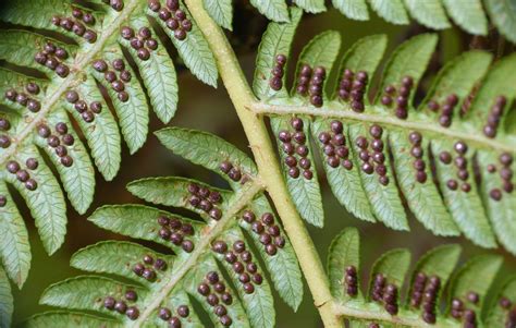 Grow Your Own Ferns From Spores Laidback Gardener