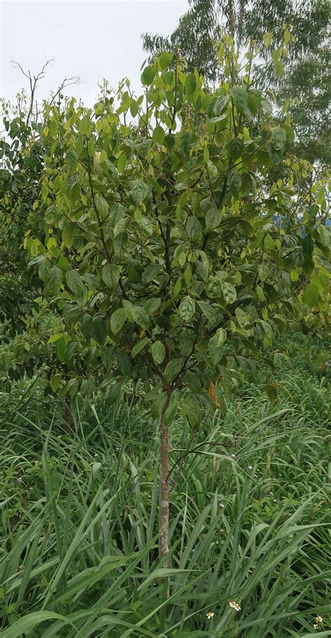 Plantation Pt Mitra Ayu Adi Pratama