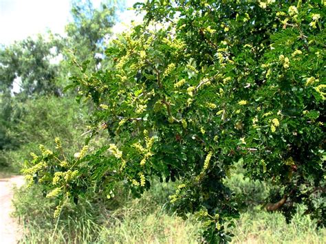 خصائص واستخدامات والعناية الكاملة بشجرة الأبنوس