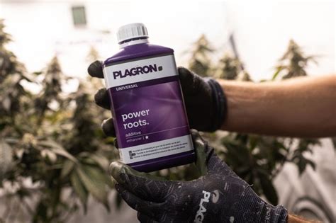 Plagron Usa On Linkedin Plagron Growlegendary Nutrients Powerroots