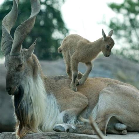 Markhor Goats Of Pakistan Animals Markhor Goats