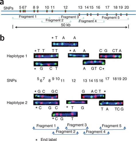 Direct Determination Of Haplotypes From Single Dna Molecules Pmc