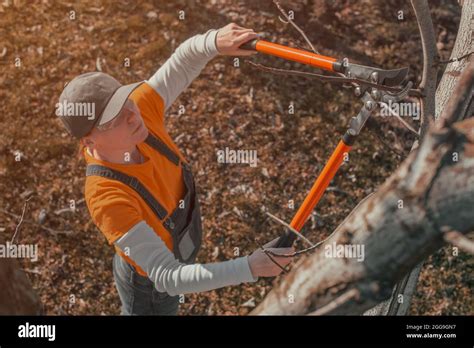 Female Gardener Using Telescopic Ratchet Bypass Lopper To Cut Of The Walnut Tree Branches In