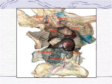 Dissection Of Fetal Pig Ppt