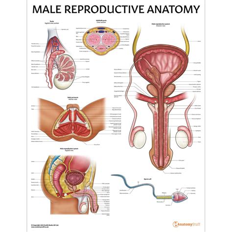 Male Pelvis With Benign Prostate Hyperplasia Clinical Charts And Supplies