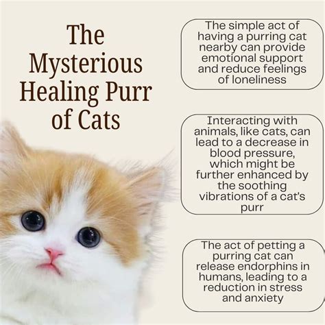 A Cats Purr Is More Than Just A Sound—its A Soothing Vibration That