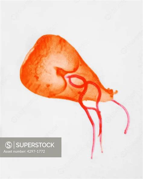 Scanning Electron Micrograph Sem Of A Flagellated Giardia Lamblia Protozoan Parasite G