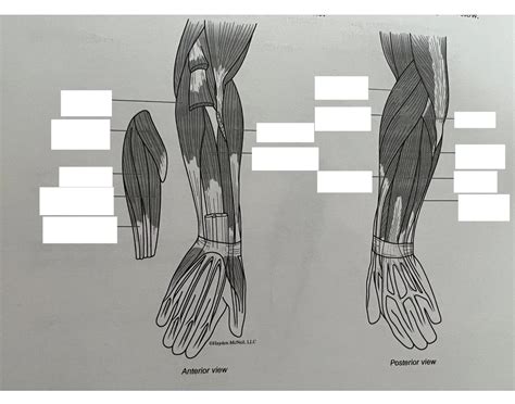 Flexor Digitorum Profundus And Extensor Digitorum Quiz