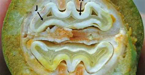 Northern Pecans Pecan Kernel Filling