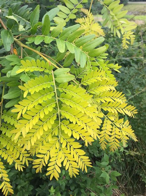 Honey Locust Cmp Tree Selection Tool