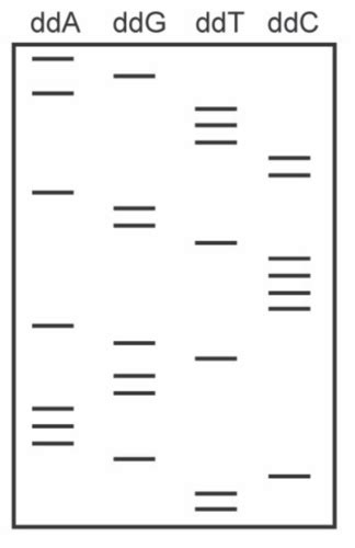 Biol 241 Exam 3 Review Flashcards Quizlet