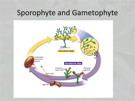 Ppt Plants Unit Chapter Four Powerpoint Presentation Free Download