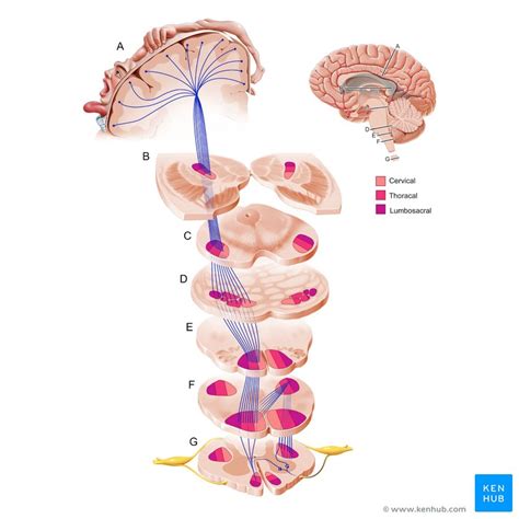 Corticospinal Tract Medulla