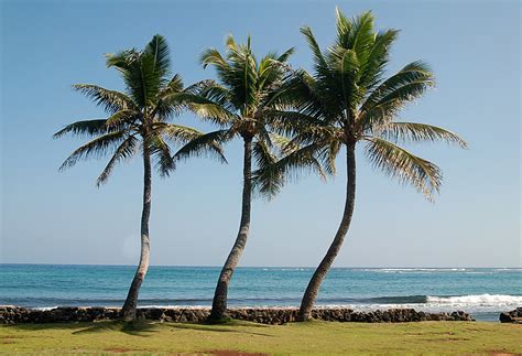 Hawaii Groups Plant Coconut Trees To Protest Monsanto
