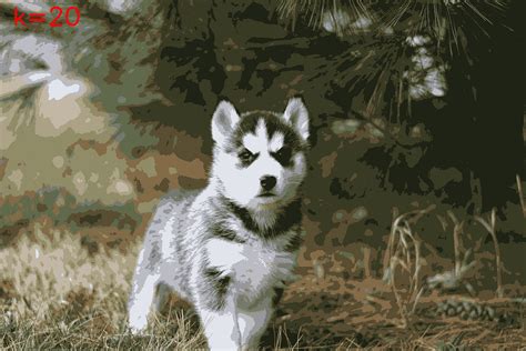 Image Segmentation Using K Means Algorithm By Hiroaki Kubo Medium