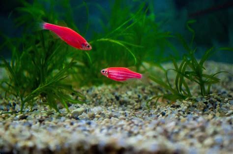 Is Mondo Grass Aquarium Friendly Our Complete Guide