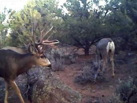 Huge Mule Deer Buck Video From A Spypoint Pro X Plus Trail Camera Youtube