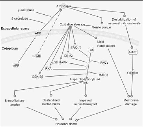 Effects Of Cln On Amyloid Beta Processing And Tau Hyperphosphorylation