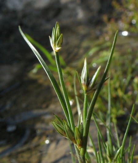 Juncus Bufonius Toad Rush The Online Flora Of